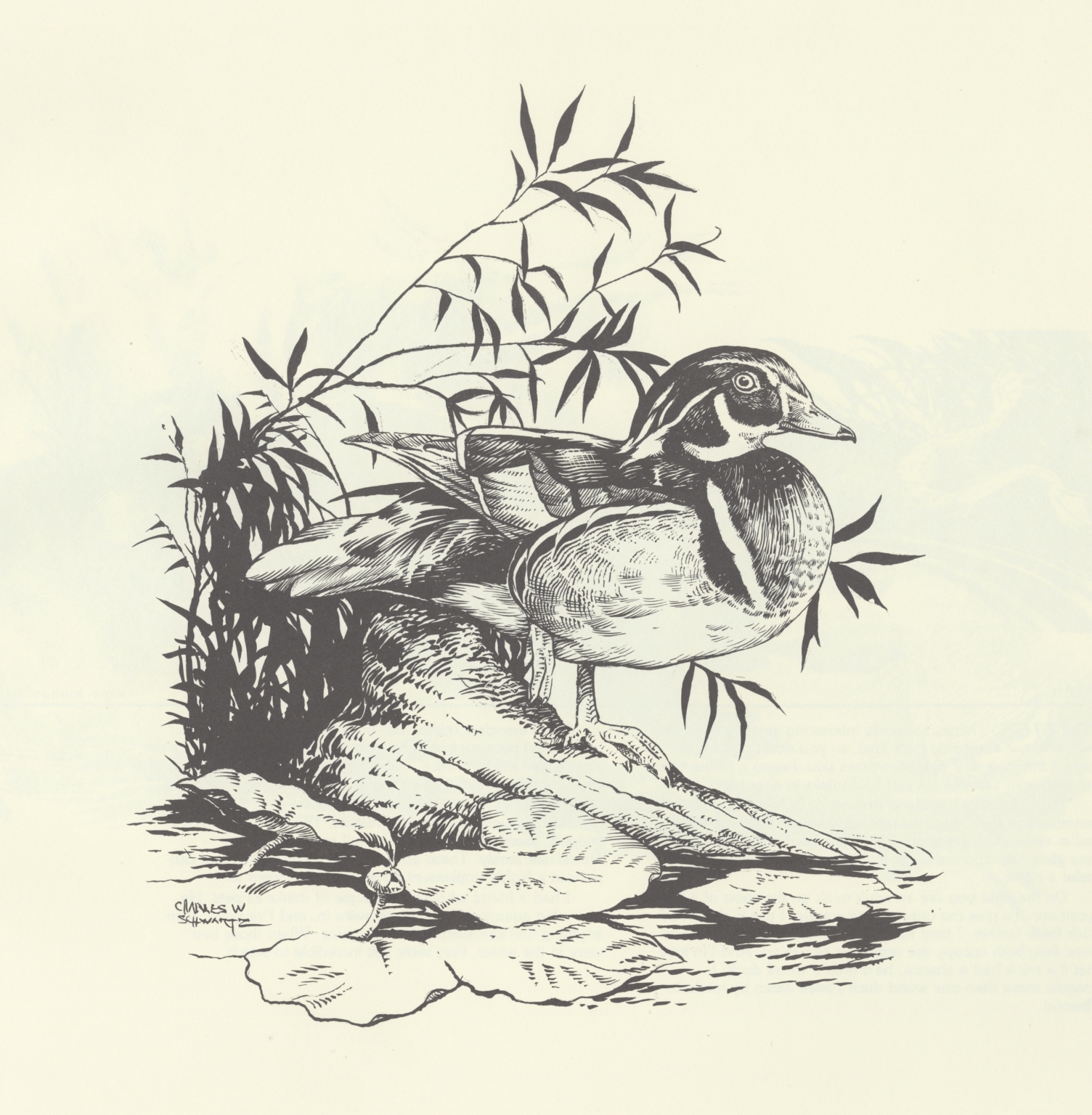 Missouri's Audubon – Part Six - Waterfowl Stamps and More